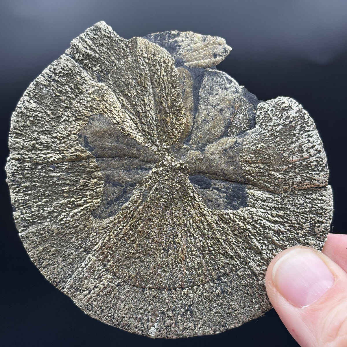 Pyrite Sun Disk - 036 | Clarity Crystal Shop